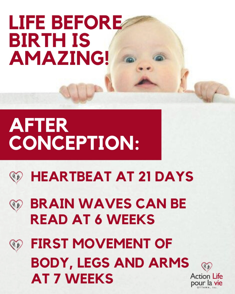 The amazing world of life before birth - Action Life